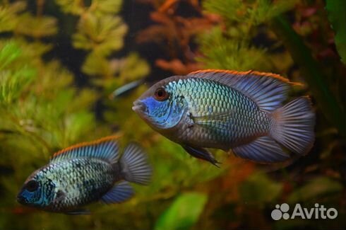 Нанакара неоновая