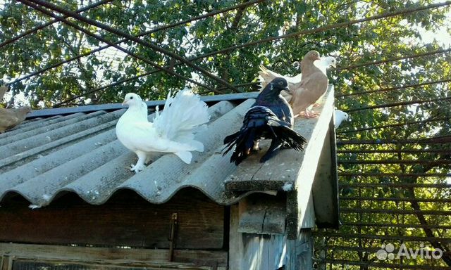 Голуби "Павлины"