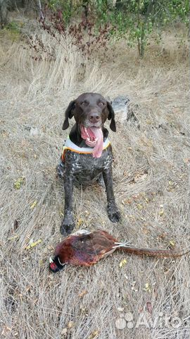 Курцхар для вязки