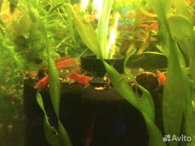 Креветки вишни (cherry )