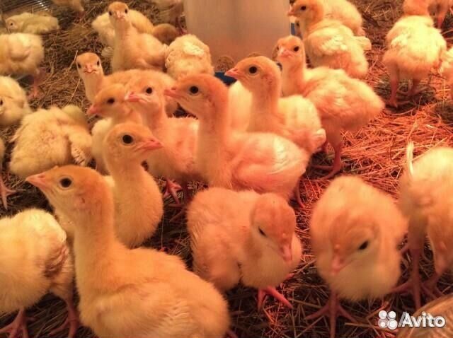 Индюшата,цесарята,бройлеры