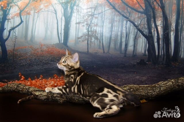 Бенгальская кошка
