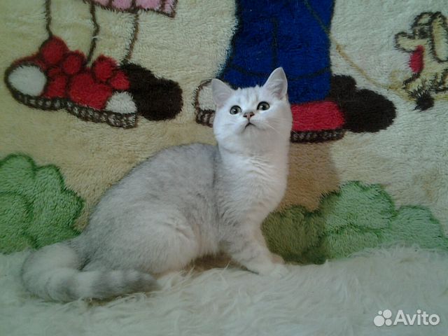 Девчушка серебрушка