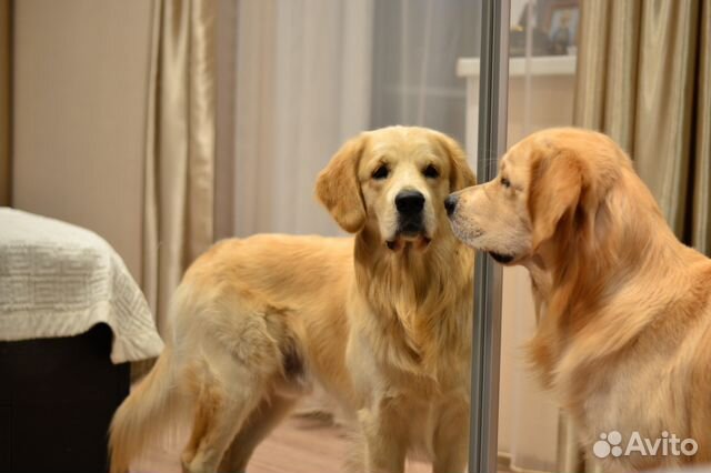 Кобель Золотистый Ретривер для вязки