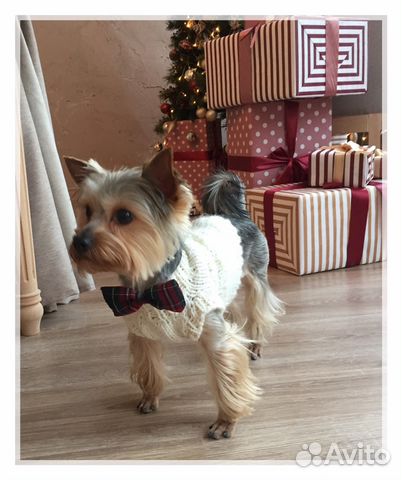 Вязка Йоркширский терьер