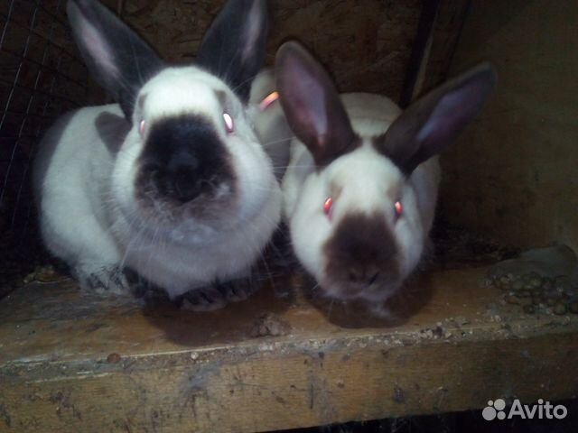 Калифорнийские кролики на племя