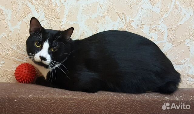 Обаятельный молодой котик