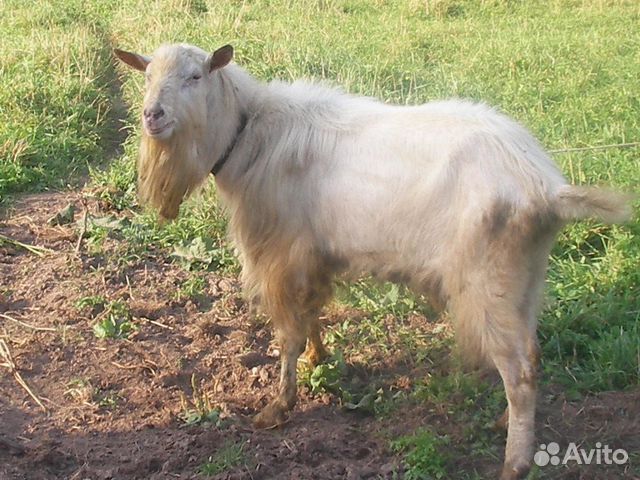 Продаю чистокровного зааненского козла
