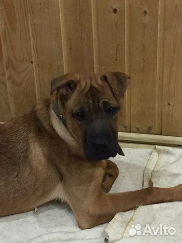 Помесь шарпея