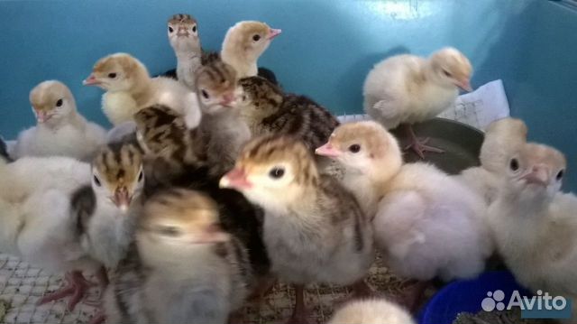 Индюшата 10 дневные-настоящие французы в Казани