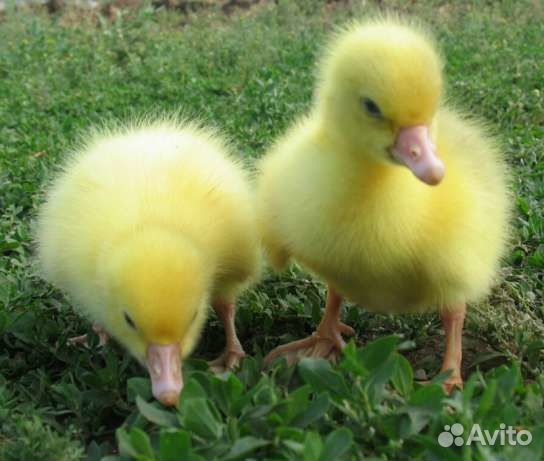 Гусята Линда