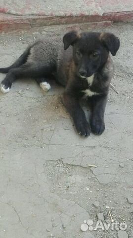 Малышка Моника в добрые руки