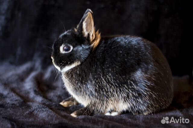 Самые миниатюрные крольчата Миноры