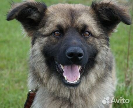 Пушистый медвежонок по имени Беляшик ищет дом