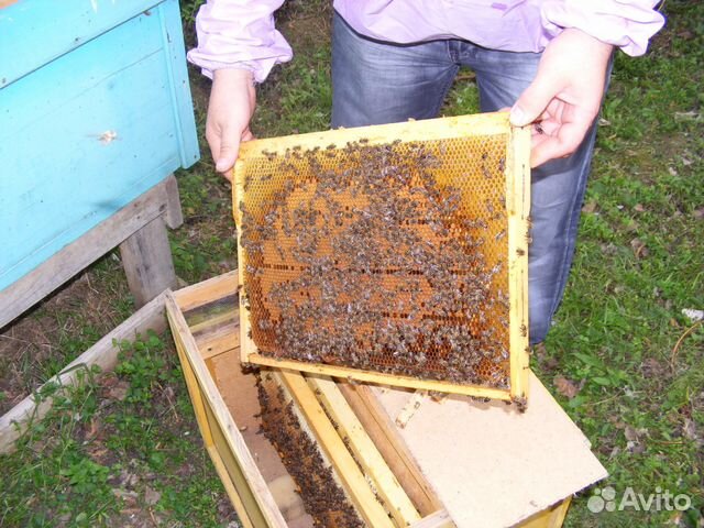 Пчелопакеты и семьи Карпатка