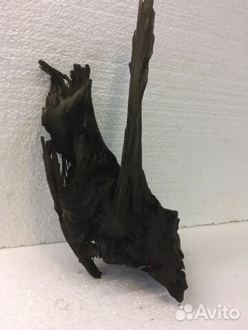 Коряга мангровая