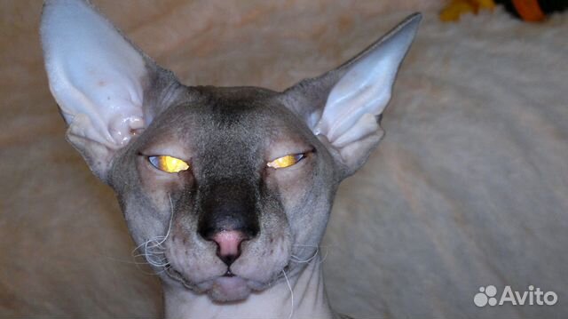 Вязка кота