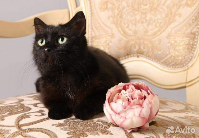 Черная кошка в дар