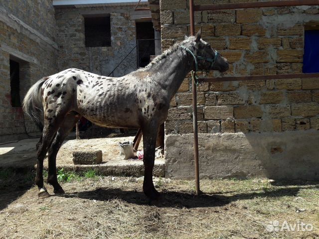 Чубарый жеребец обменяю на кобылу или продам