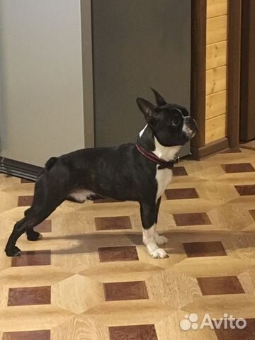 Бостон Терьер кобель для вязки