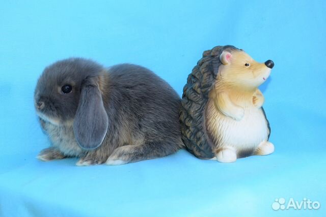 Декоративный карликовый кролик. Голубая огневка