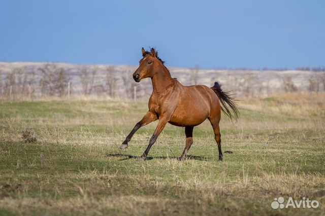 Арабская кобыла
