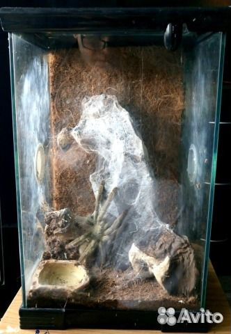 Psalmopoeus cambridgei (Псалмопеус кембридж)