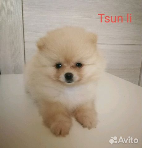 Шпиц нежное чудо Карамелька