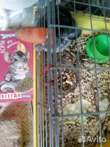 Шиншилла серая