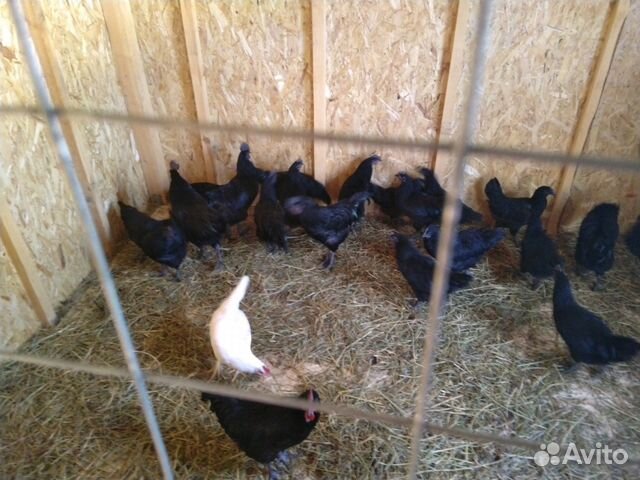 Петухи ухейилюй