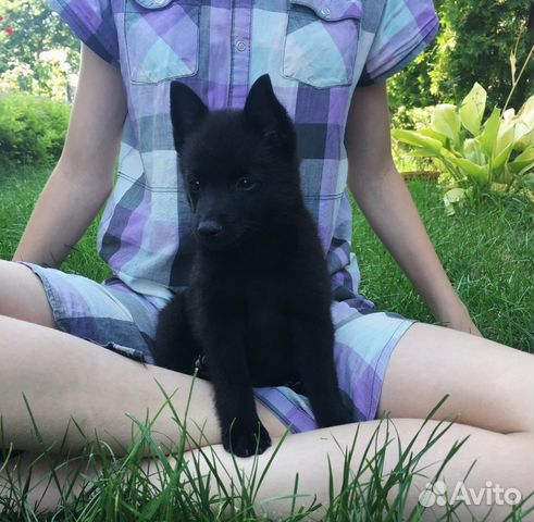 Девочка схипперке