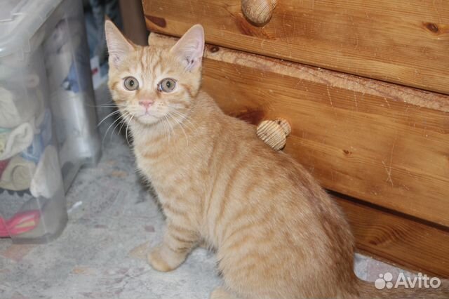 Красный котик 4 мес и неделька