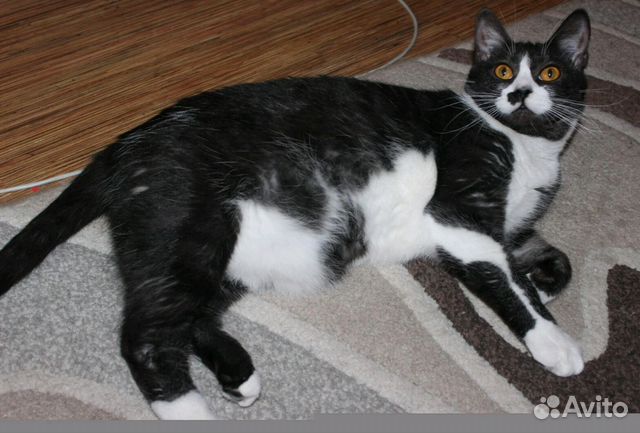 Кошка Мальва ищет дом