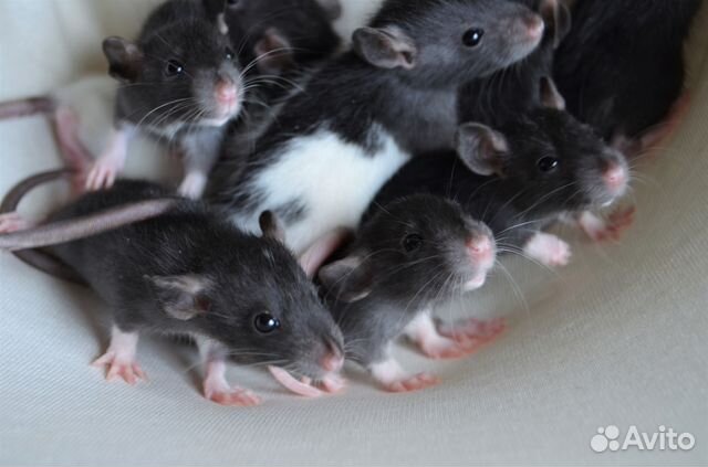 Крысята Хаски-Дамбо