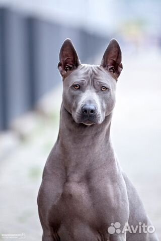 Предлагается для вязки кобель тайского риджбека