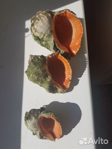 Ракушки рапаны Черного моря аквариум сувенир