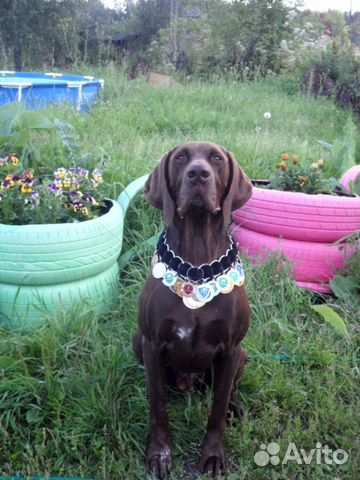 Щенки курцхаара от Чемпионов