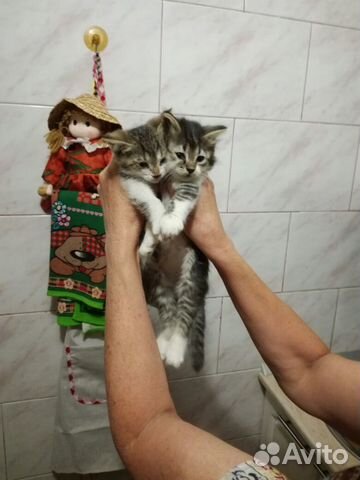 Кошечка с хорошим характером и 2 котенка домашних