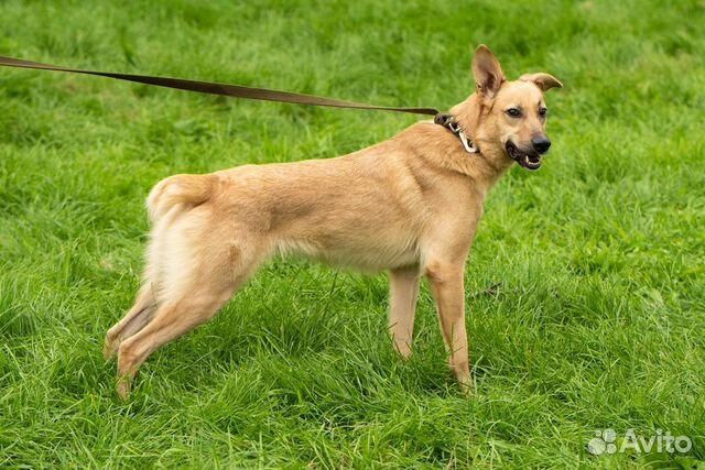 Молодая собака-девочка Соня. В дар