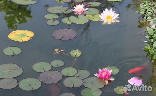 Китайский декоративный карась для пруда