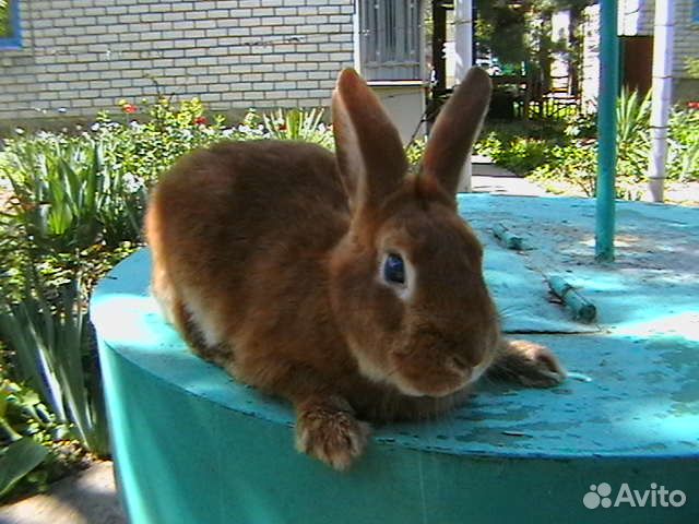 Кролики "новозеландцы"