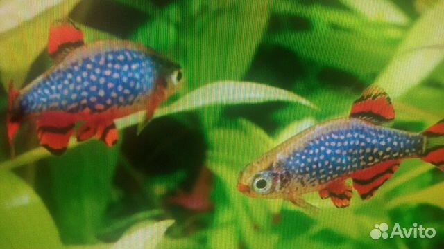 Микрорасбора галактика (Danio margaritatus)