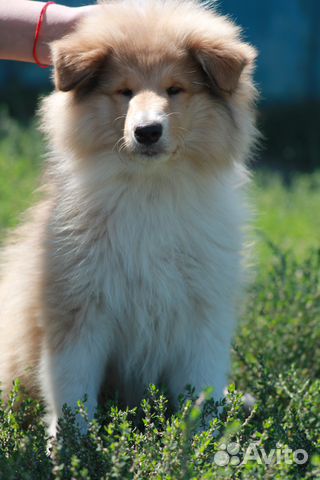 Щенки колли