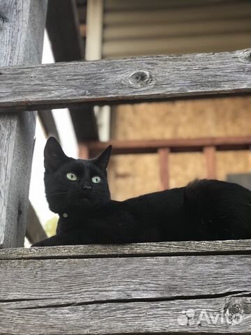 Чернушка с белыми перышками в добрые руки