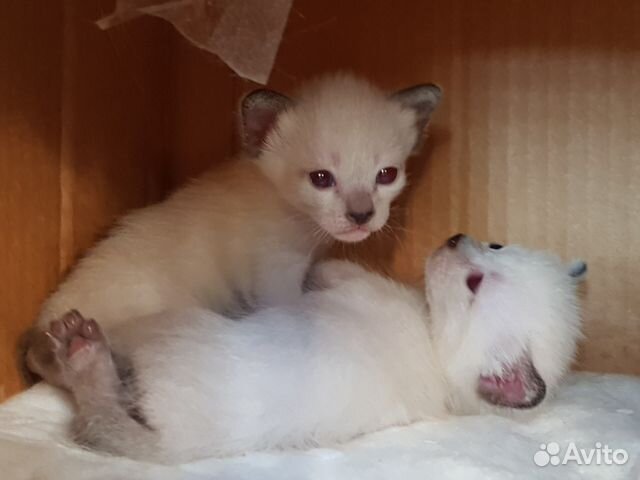 Меконгский бобтейл - чудесные котята