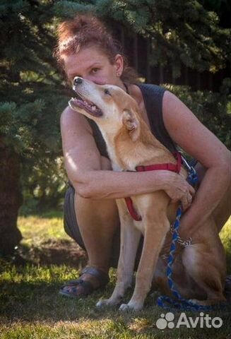 Солнечный мальчик - щенок Джой в хорошие руки