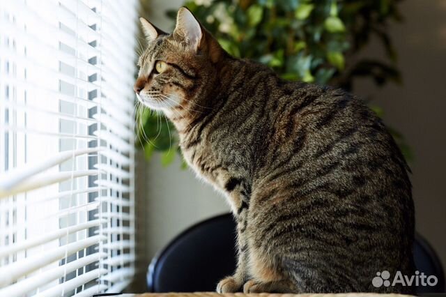 Шикарный молодой котик