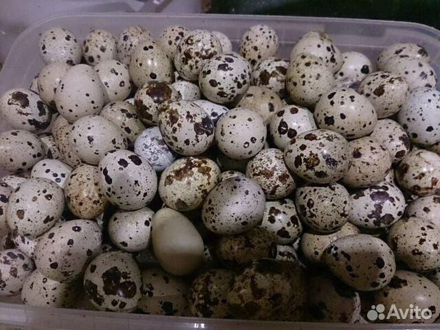 Инкубационное яйцо перепелов в оптовых и розничных