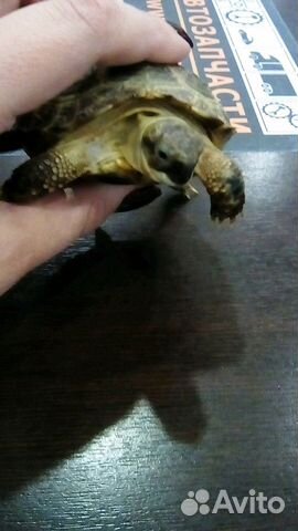 Черепашонок сухопутный