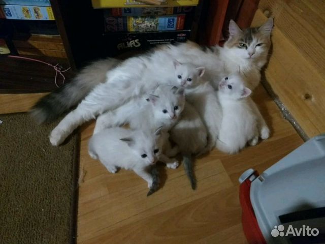 Белые котята